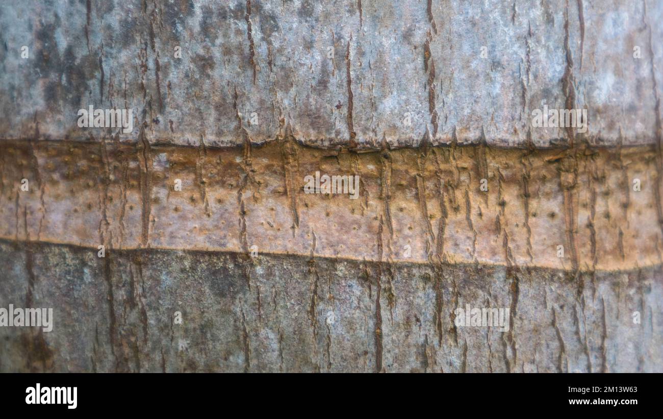 tree bark texture as background Stock Photo - Alamy