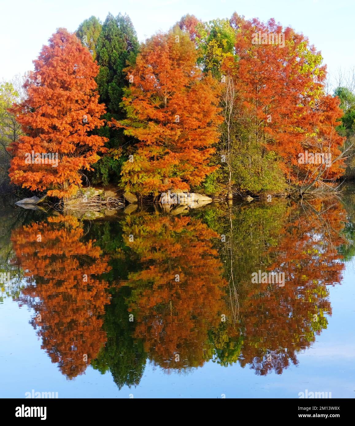 Photographer Phillip Silverstone photographed trees in autumnal colours ...