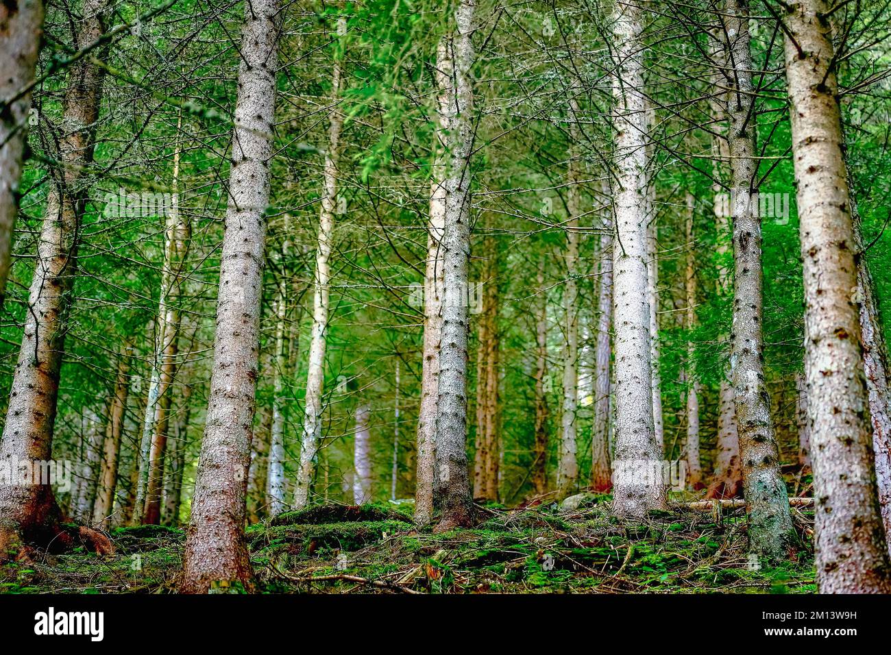 Pine trees green alpine woodland landscape, Bavarian Alps and Tyrol ...