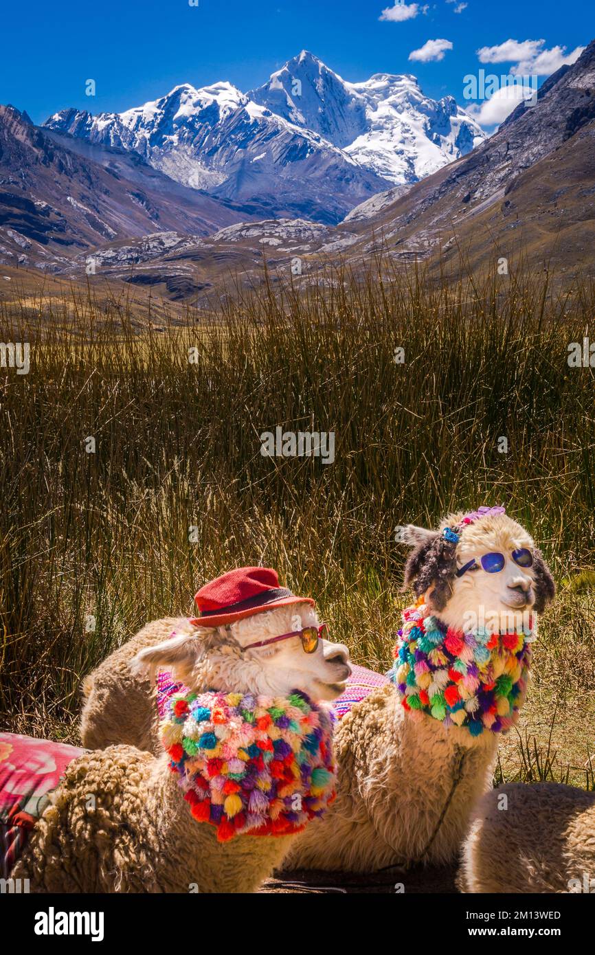 Cute and chic alpacas close up, Ancash peruvian Andes, Peru Stock Photo ...