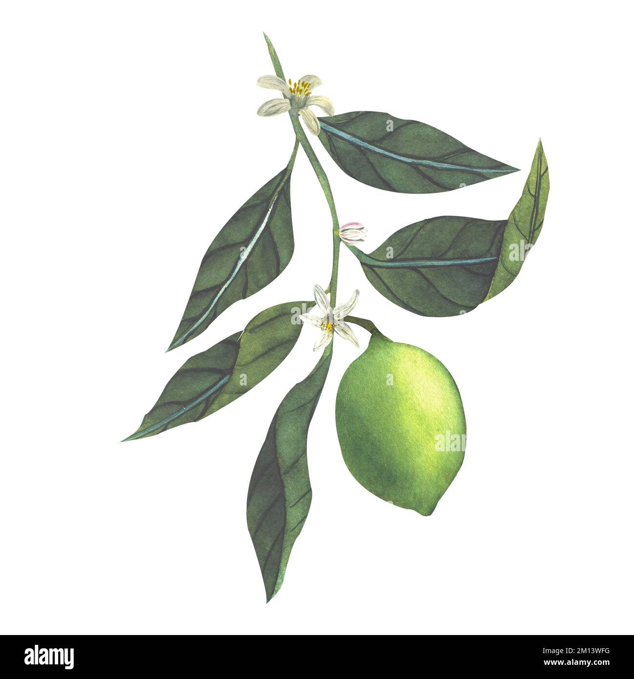 Hand drawn watercolor illustration of branch with juicy limes, flowers ...