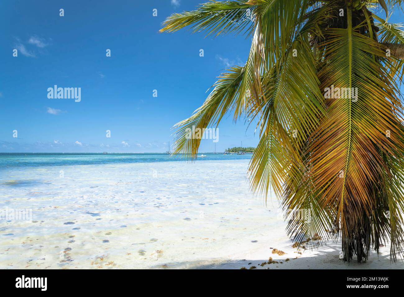 Palm tree and Tropical idyllic beach in Punta Cana, turquoise caribbean ...