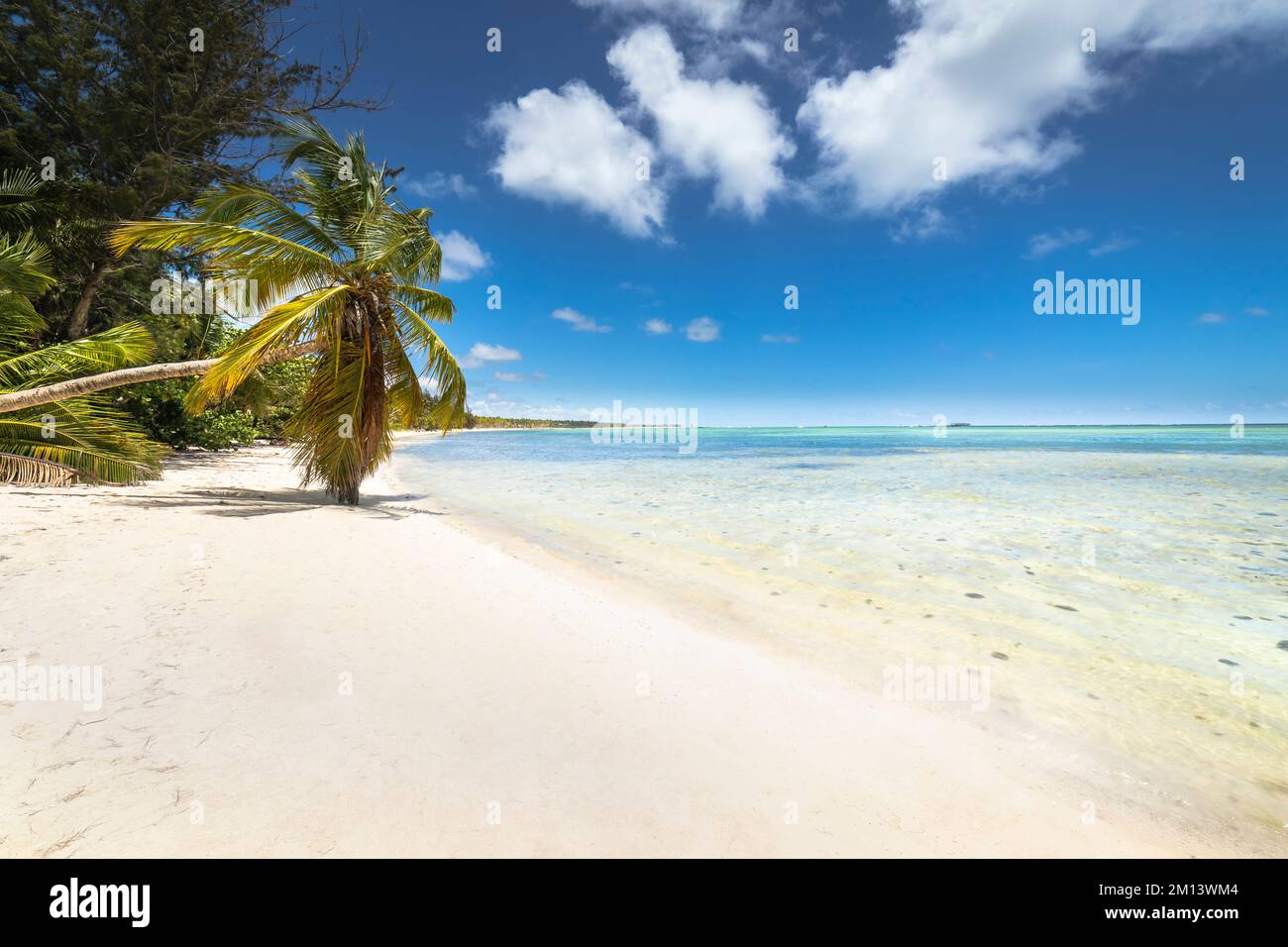 Palm tree and Tropical idyllic beach in Punta Cana, turquoise caribbean ...