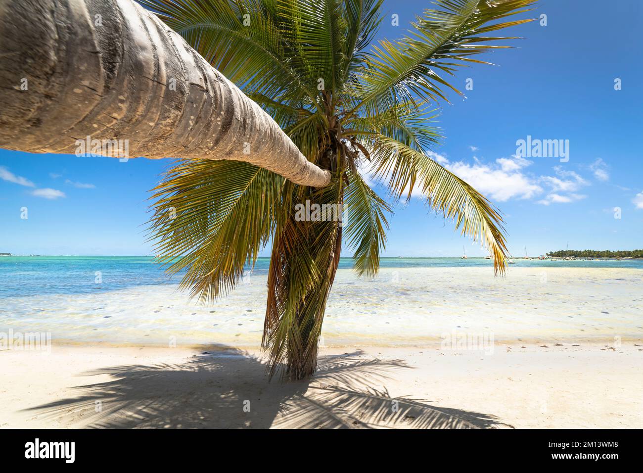 Palm tree and Tropical idyllic beach in Punta Cana, turquoise caribbean ...