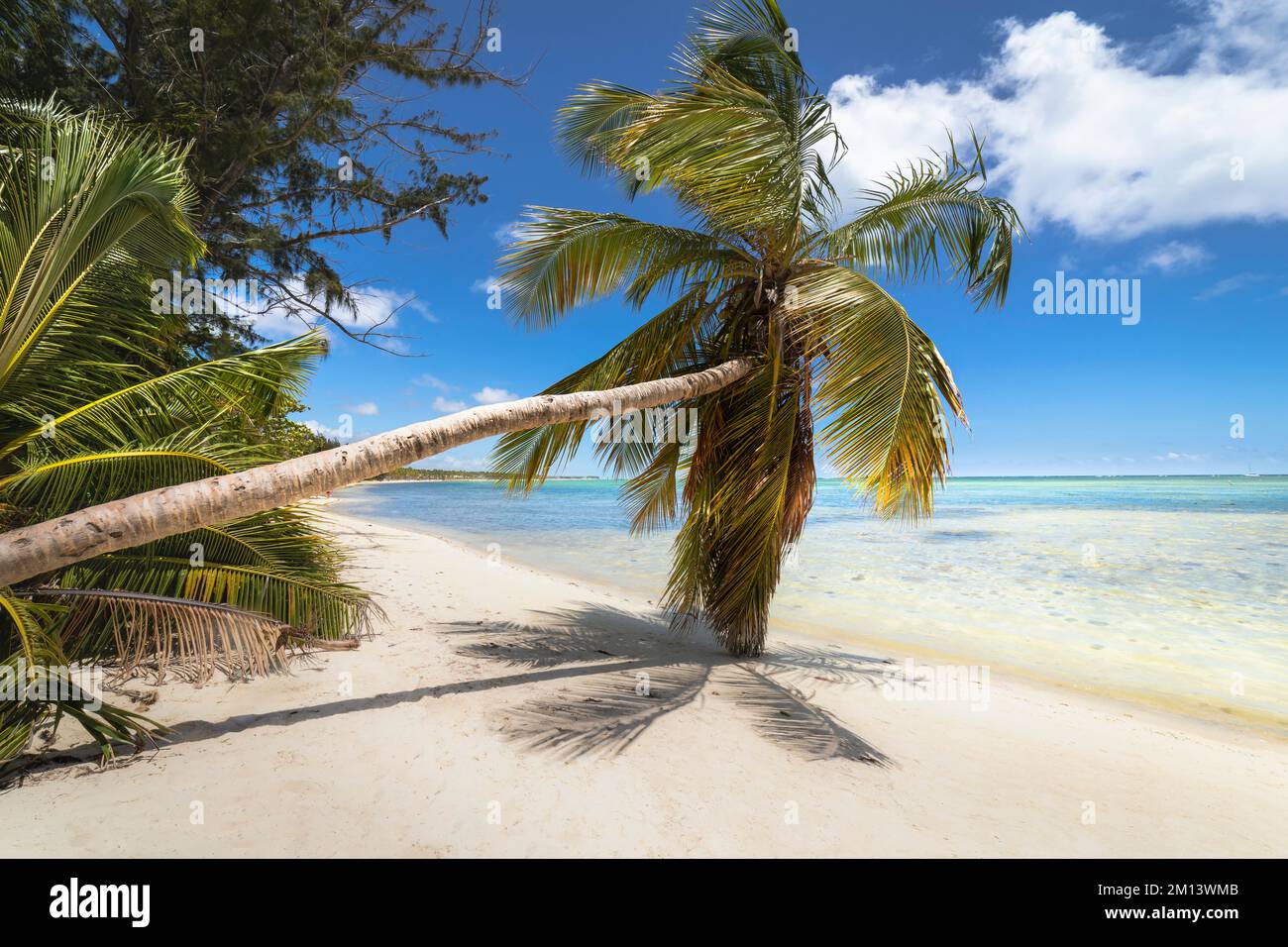 Palm tree and Tropical idyllic beach in Punta Cana, turquoise caribbean ...