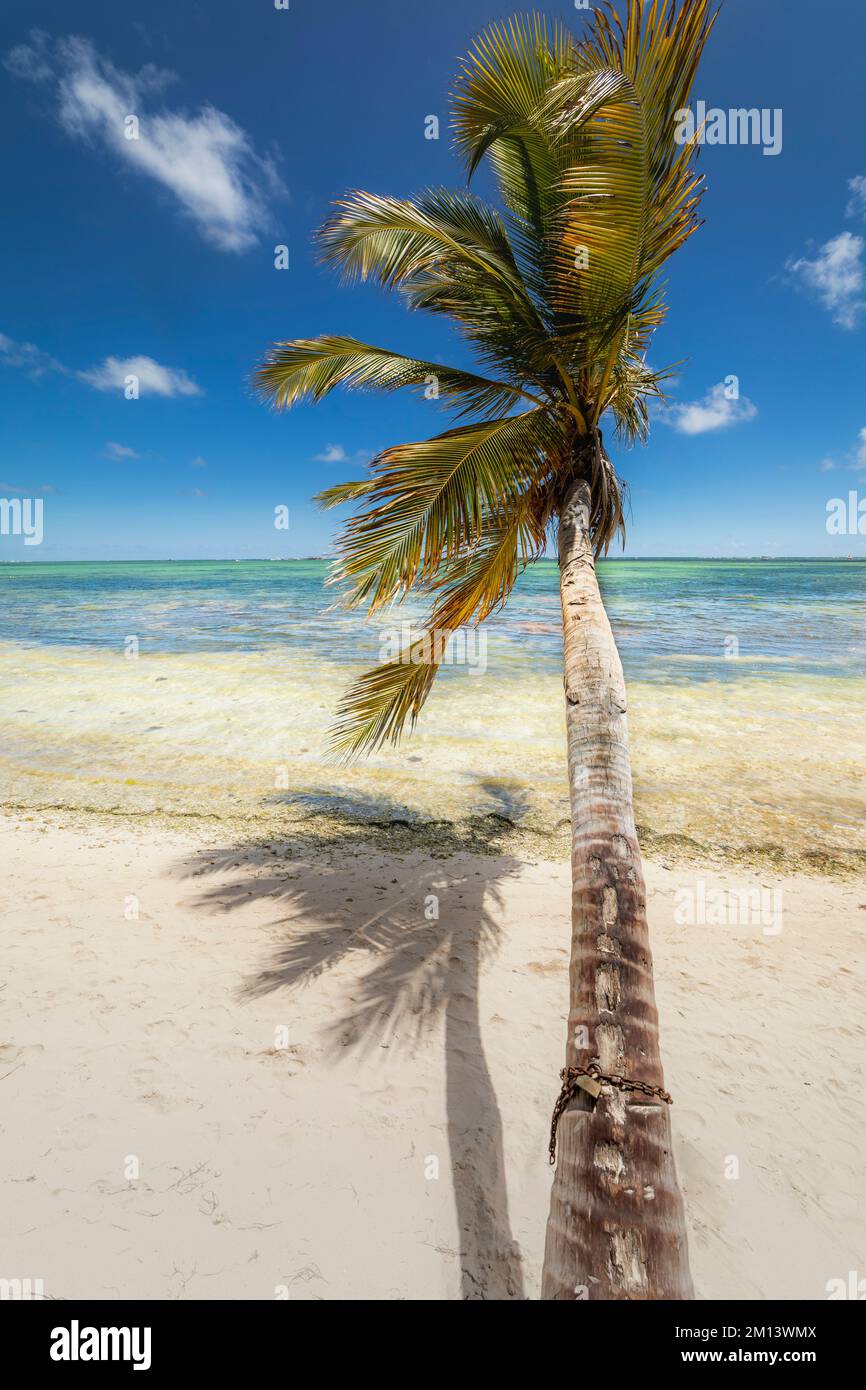 Palm tree and Tropical idyllic beach in Punta Cana, turquoise caribbean ...