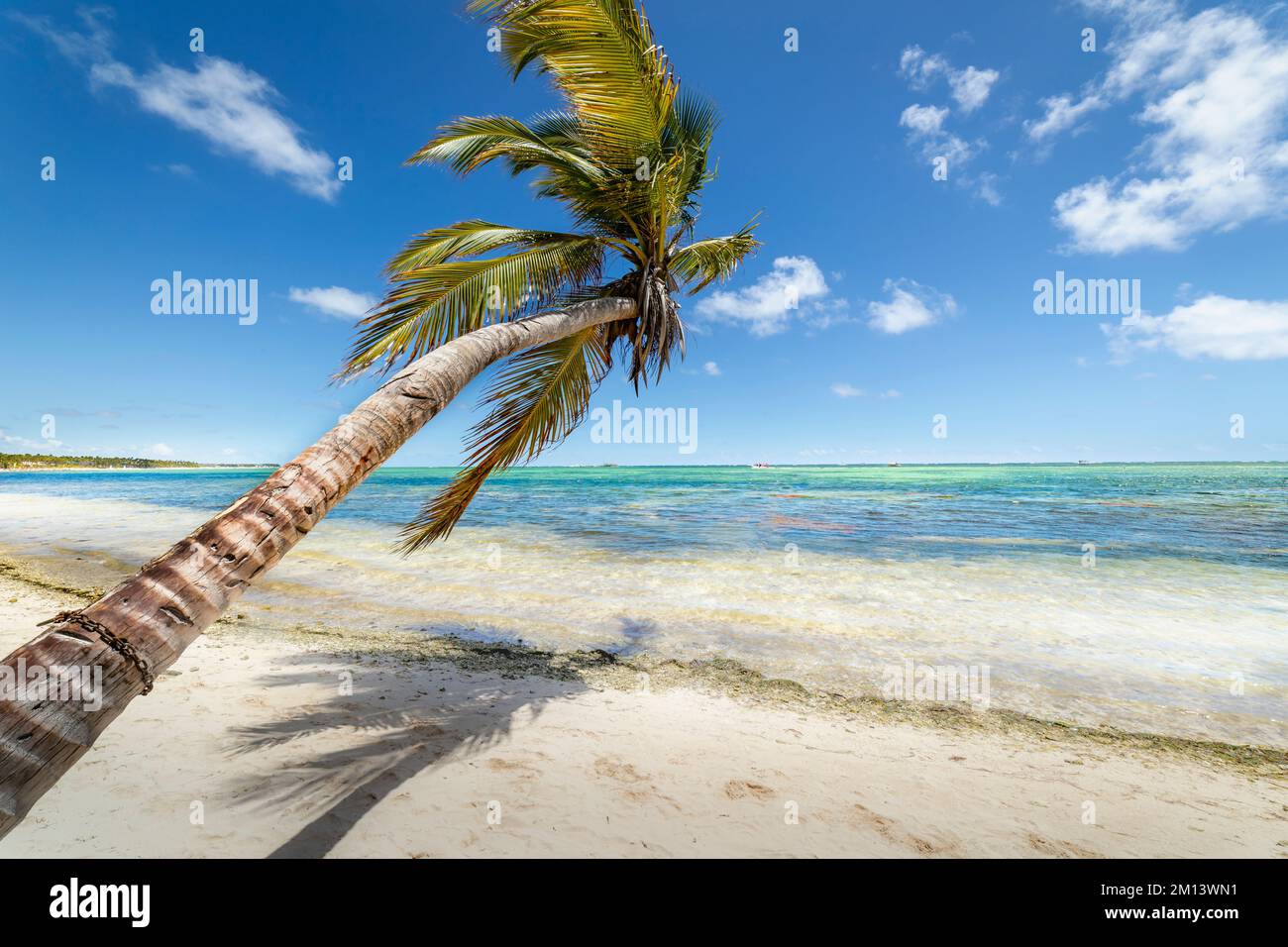 Palm tree and Tropical idyllic beach in Punta Cana, turquoise caribbean ...