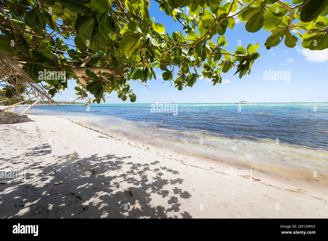Palm trees and Tropical idyllic beach in Punta Cana, turquoise ...