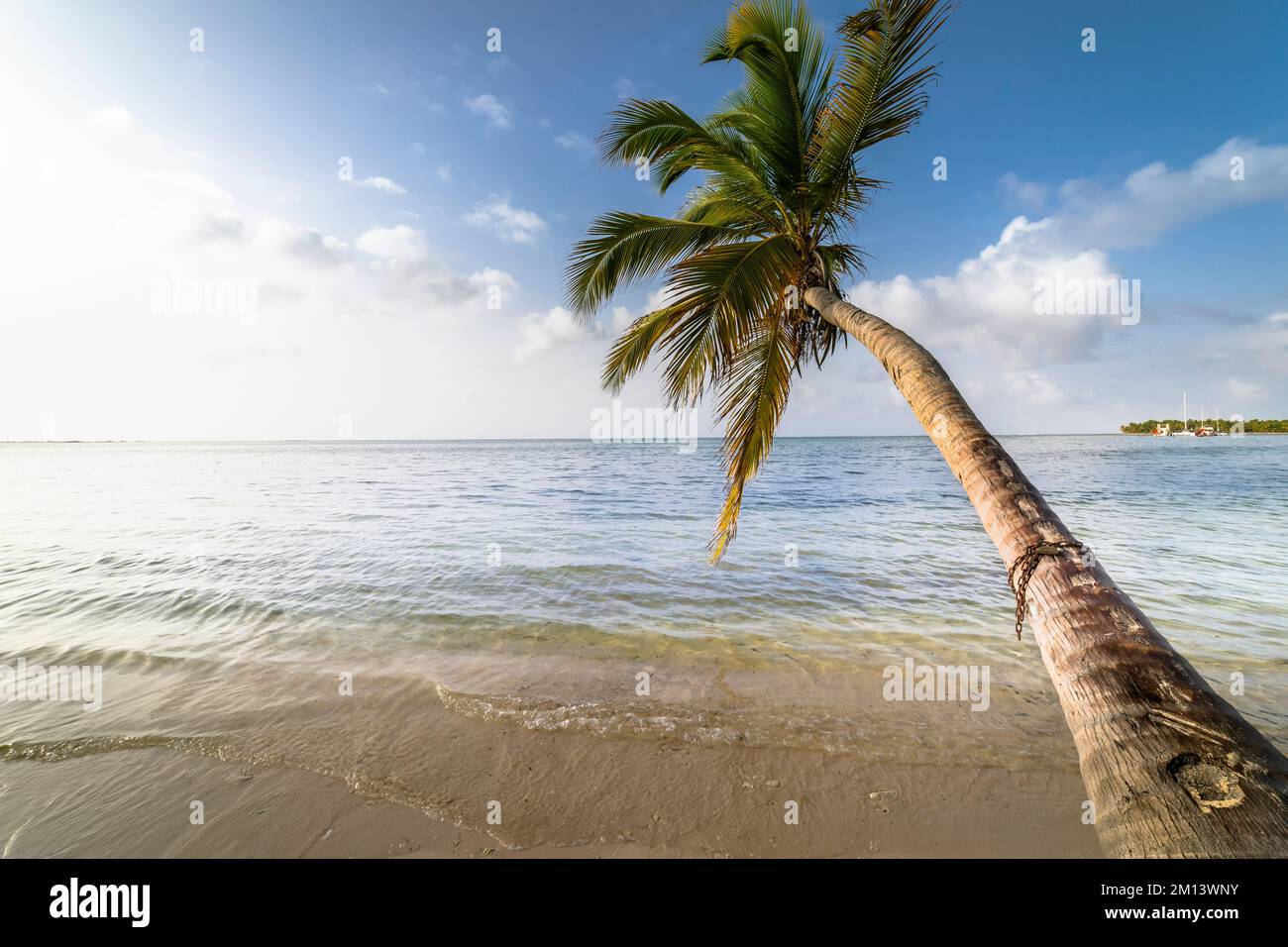 Palm tree and Tropical idyllic beach in Punta Cana, turquoise caribbean ...