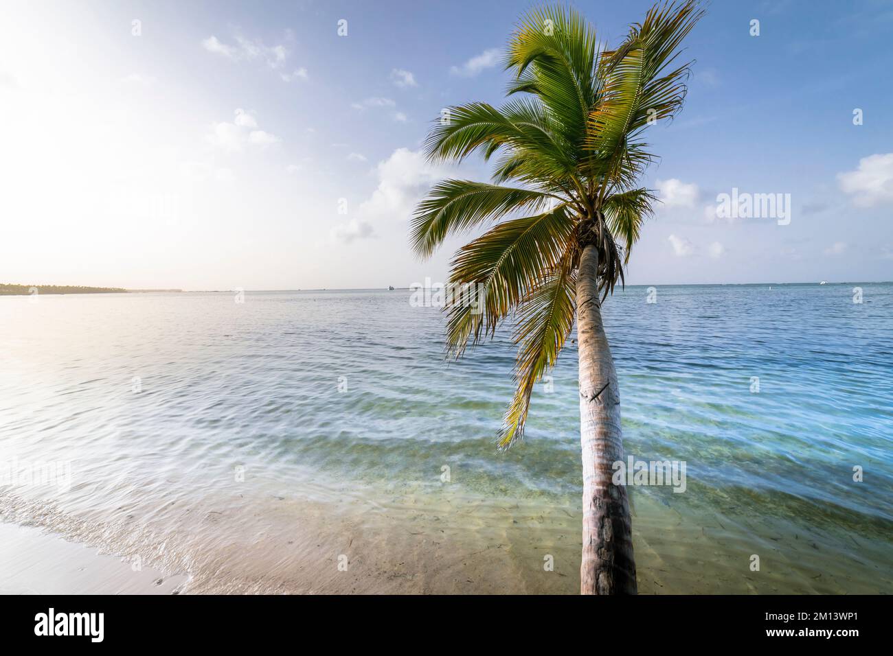 Palm tree and Tropical idyllic beach in Punta Cana, turquoise caribbean ...