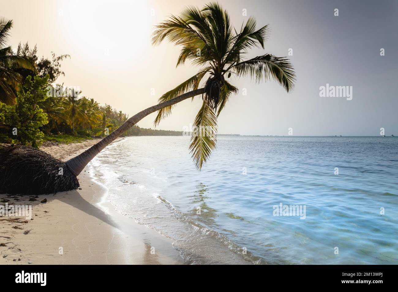Palm tree and Tropical idyllic beach in Punta Cana, turquoise caribbean ...
