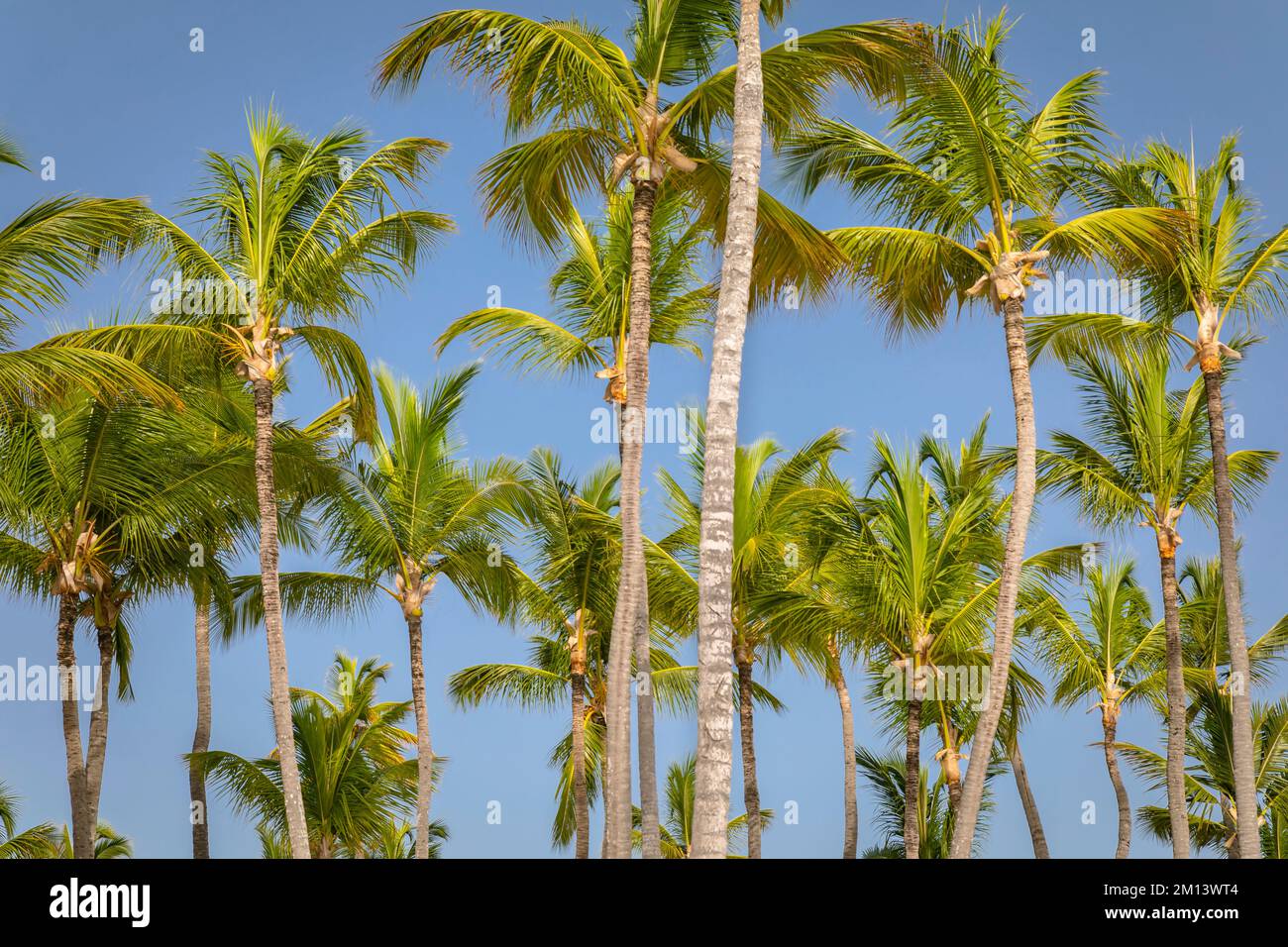 Tropical paradise, idyllic caribbean palm trees in Punta Cana ...