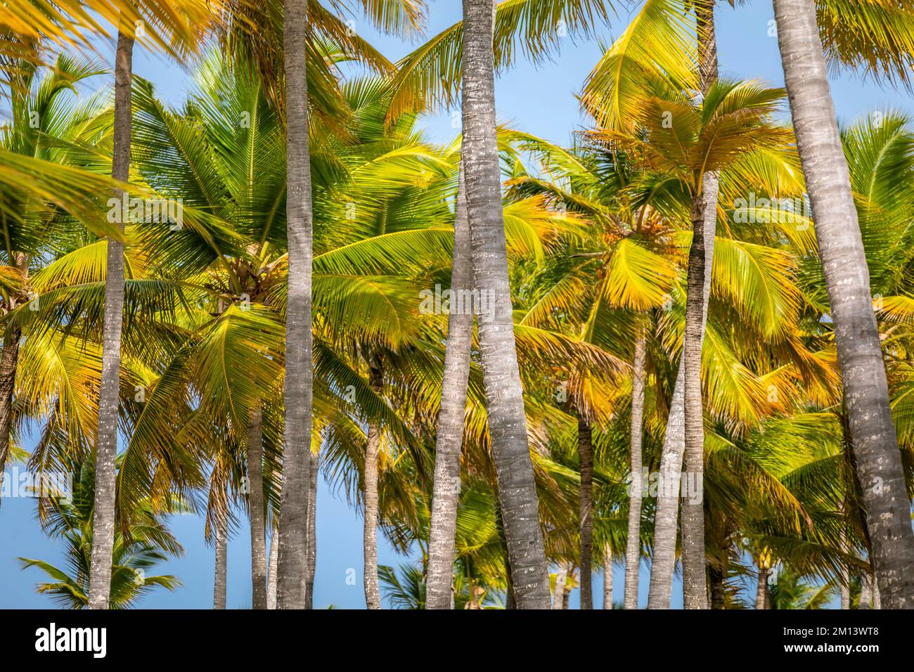 Tropical paradise, idyllic caribbean palm trees in Punta Cana ...