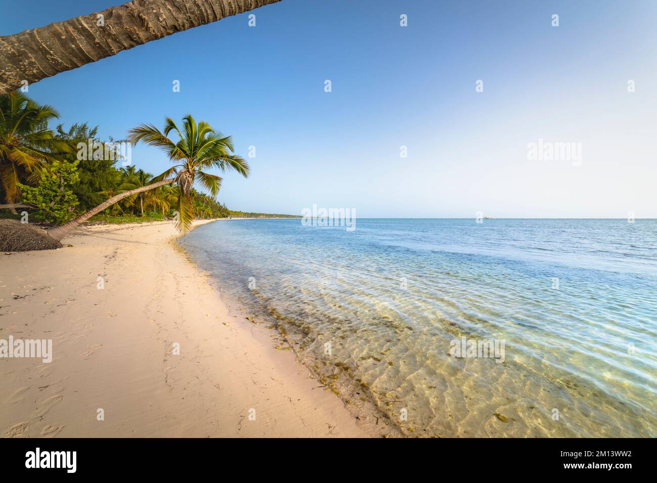 Palm tree and Tropical idyllic beach in Punta Cana, turquoise caribbean ...