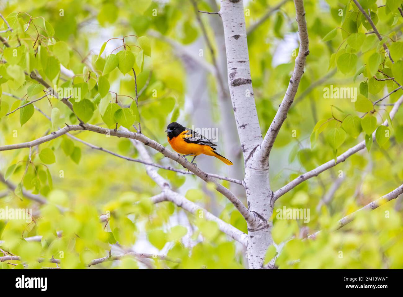 Northern baltimore oriole hi-res stock photography and images - Alamy