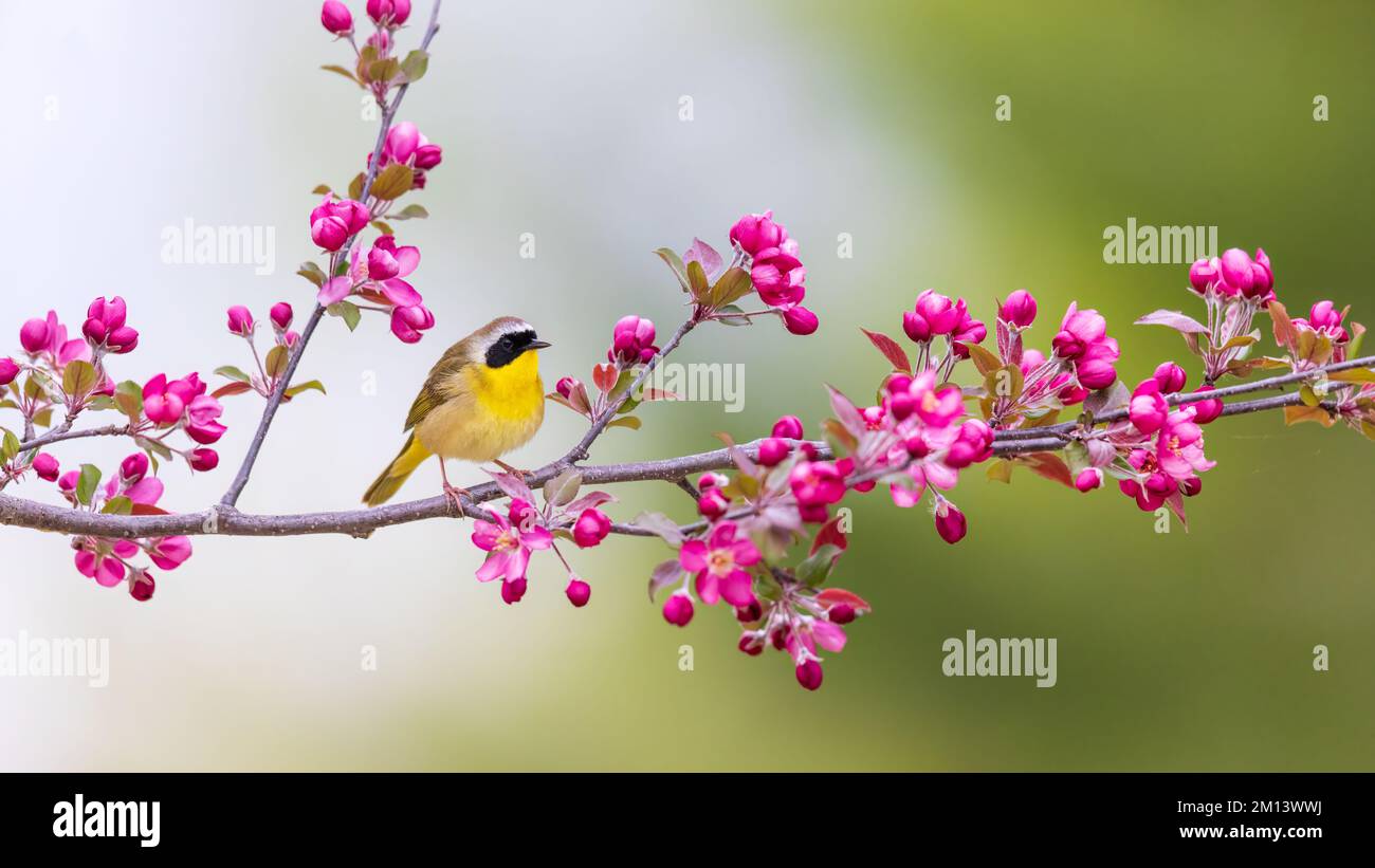 Striking common yellow throat bird hi-res stock photography and images ...