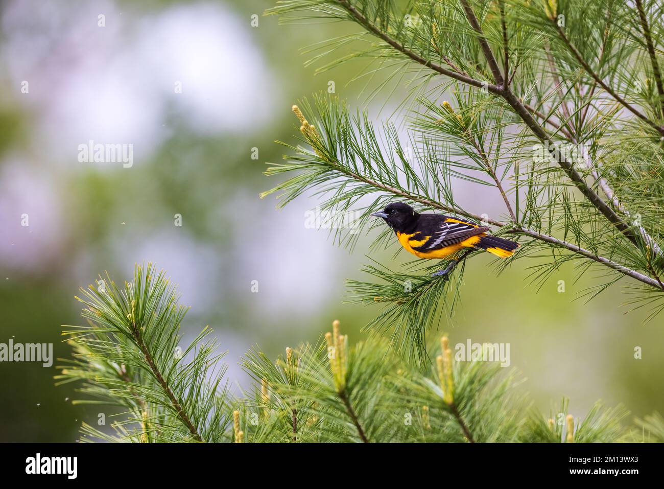 Baltimore oriole in northern Wisconsin Stock Photo - Alamy
