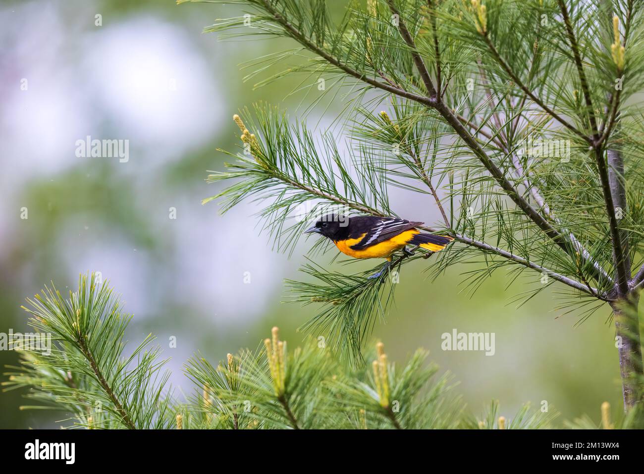 Baltimore oriole in northern Wisconsin Stock Photo - Alamy