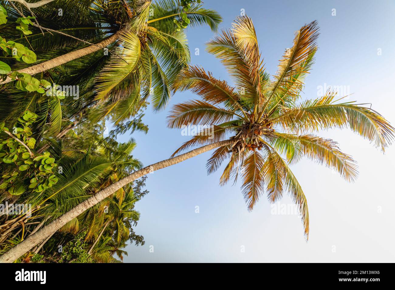 Tropical paradise, idyllic caribbean palm trees in Punta Cana ...