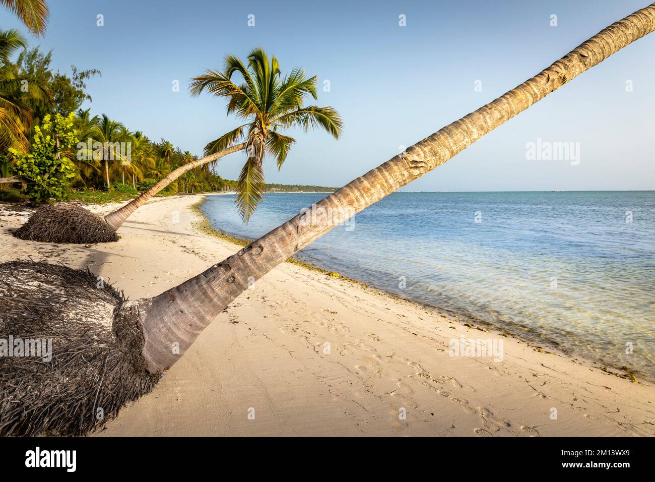 Palm tree and Tropical idyllic beach in Punta Cana, turquoise caribbean ...