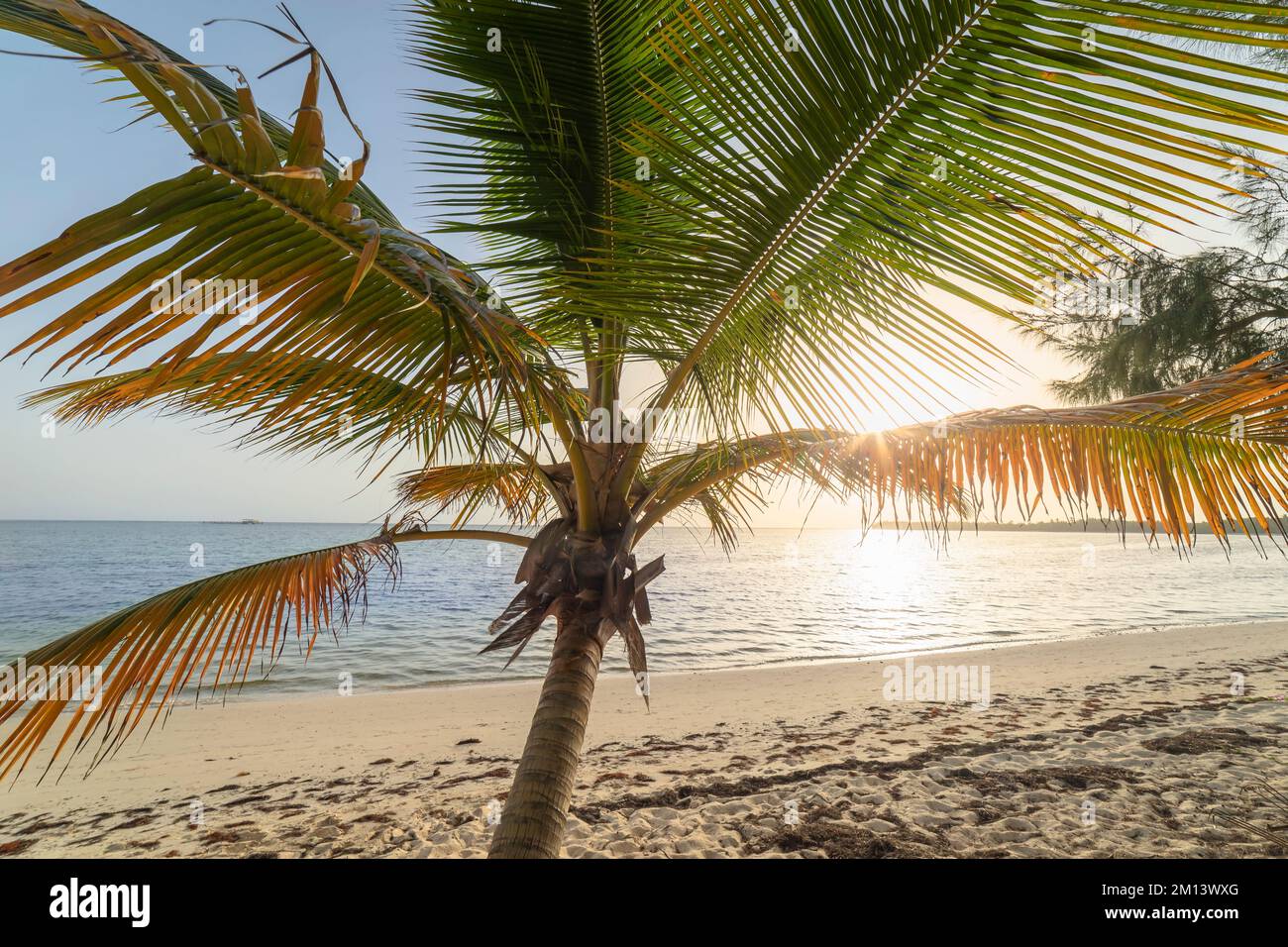 Palm tree and Tropical idyllic beach in Punta Cana, turquoise caribbean ...