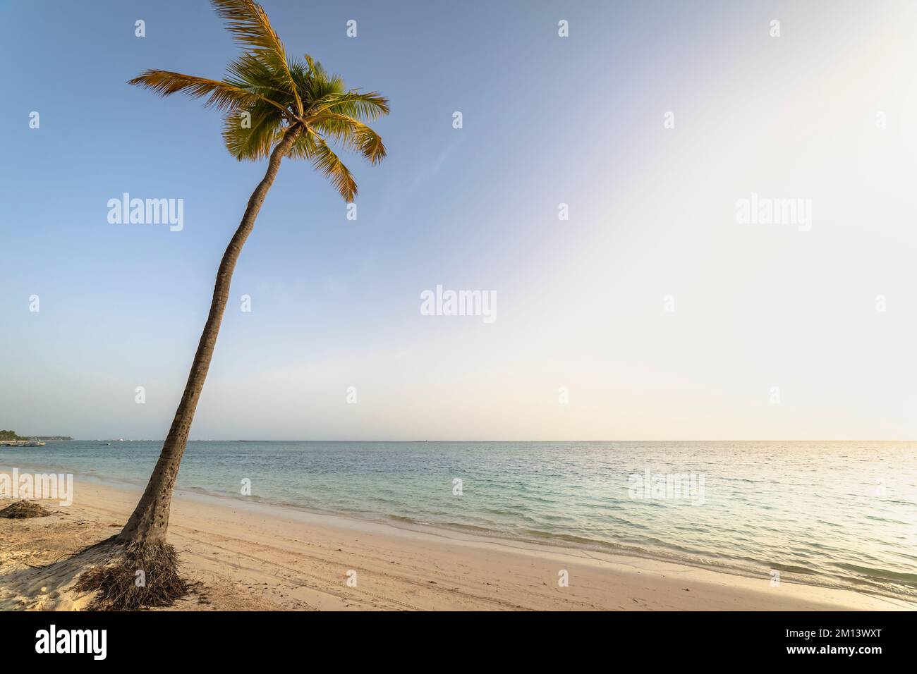 Palm tree and Tropical idyllic beach in Punta Cana, turquoise caribbean ...