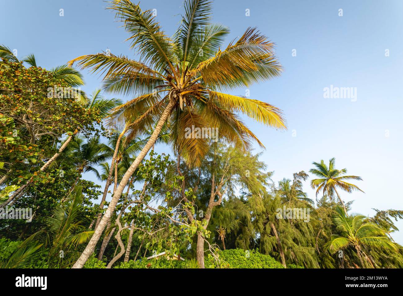 Tropical paradise, idyllic caribbean palm trees in Punta Cana ...