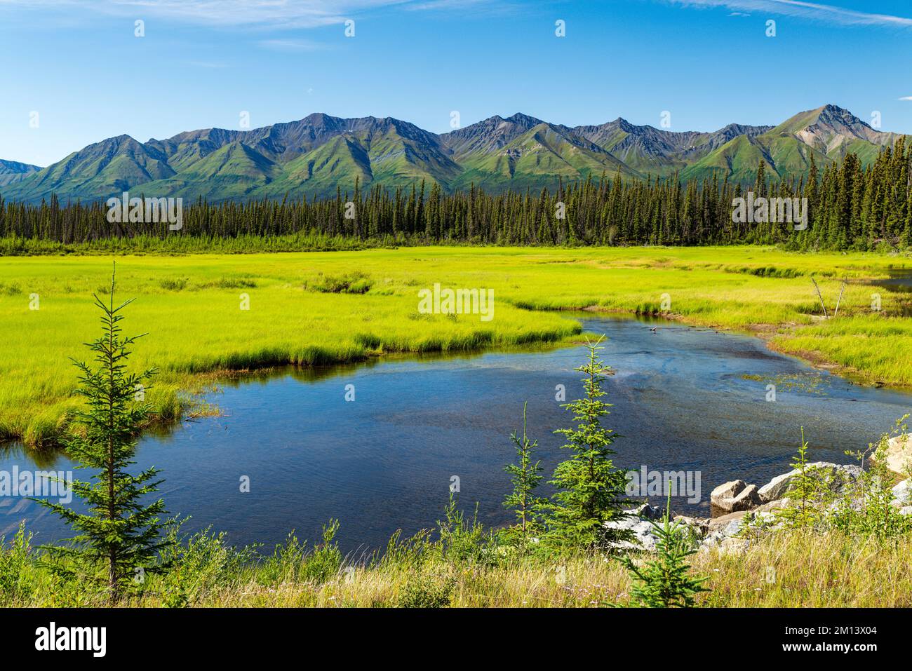 Lush marsh grasses; Swede Johnson Creek; Kluane National Park; Saint ...