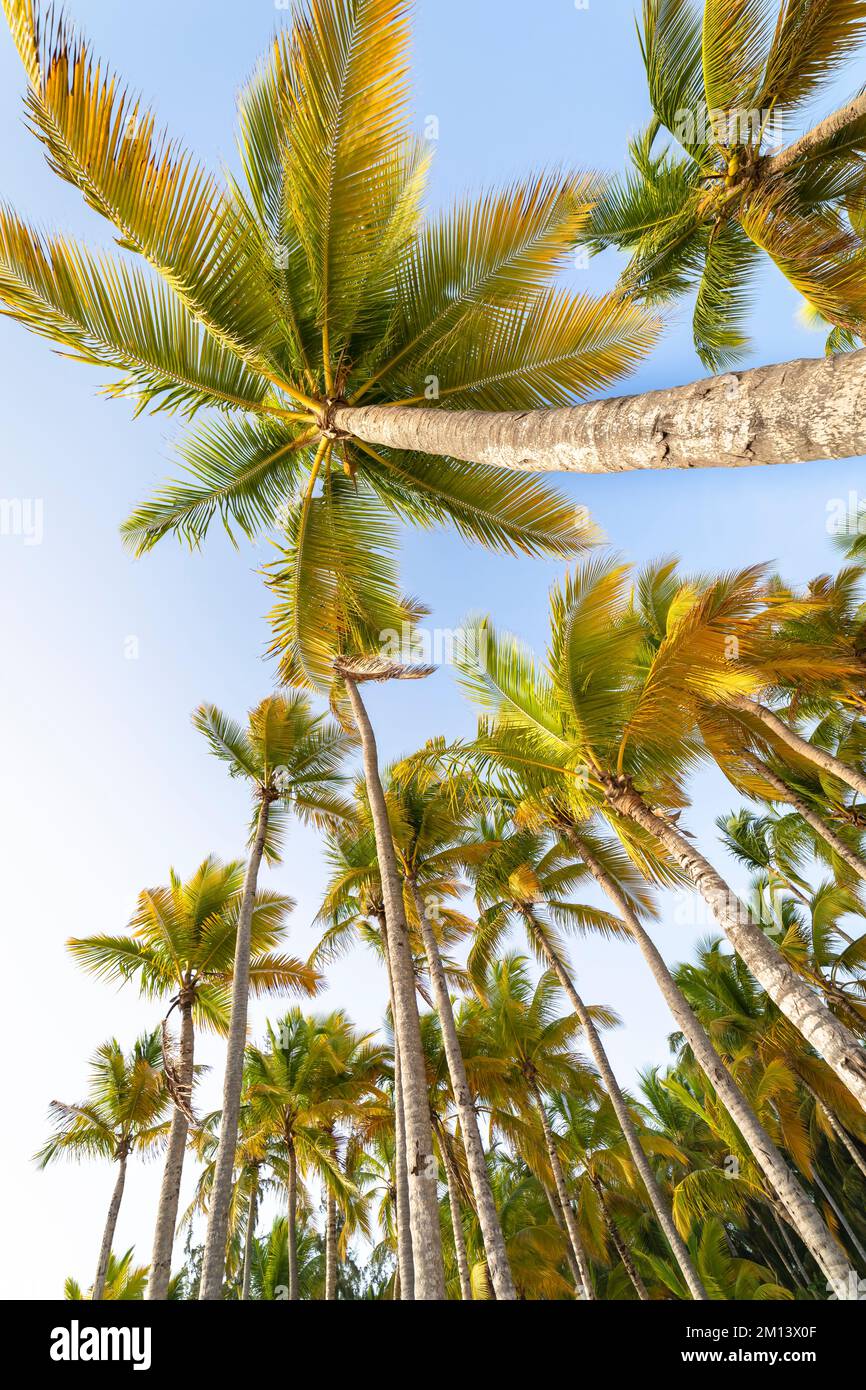 Tropical paradise, idyllic caribbean palm trees in Punta Cana ...