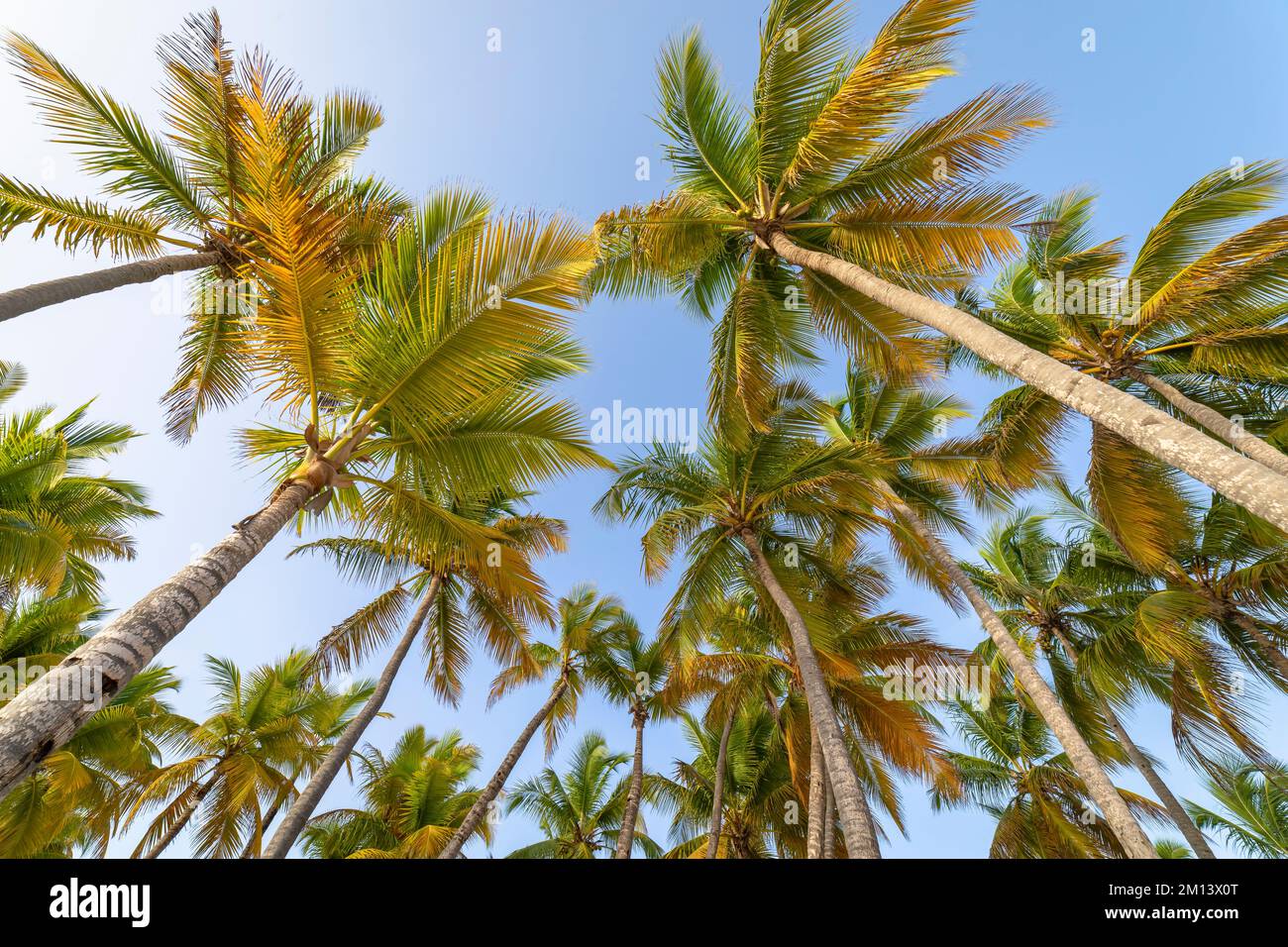 Tropical paradise, idyllic caribbean palm trees in Punta Cana ...