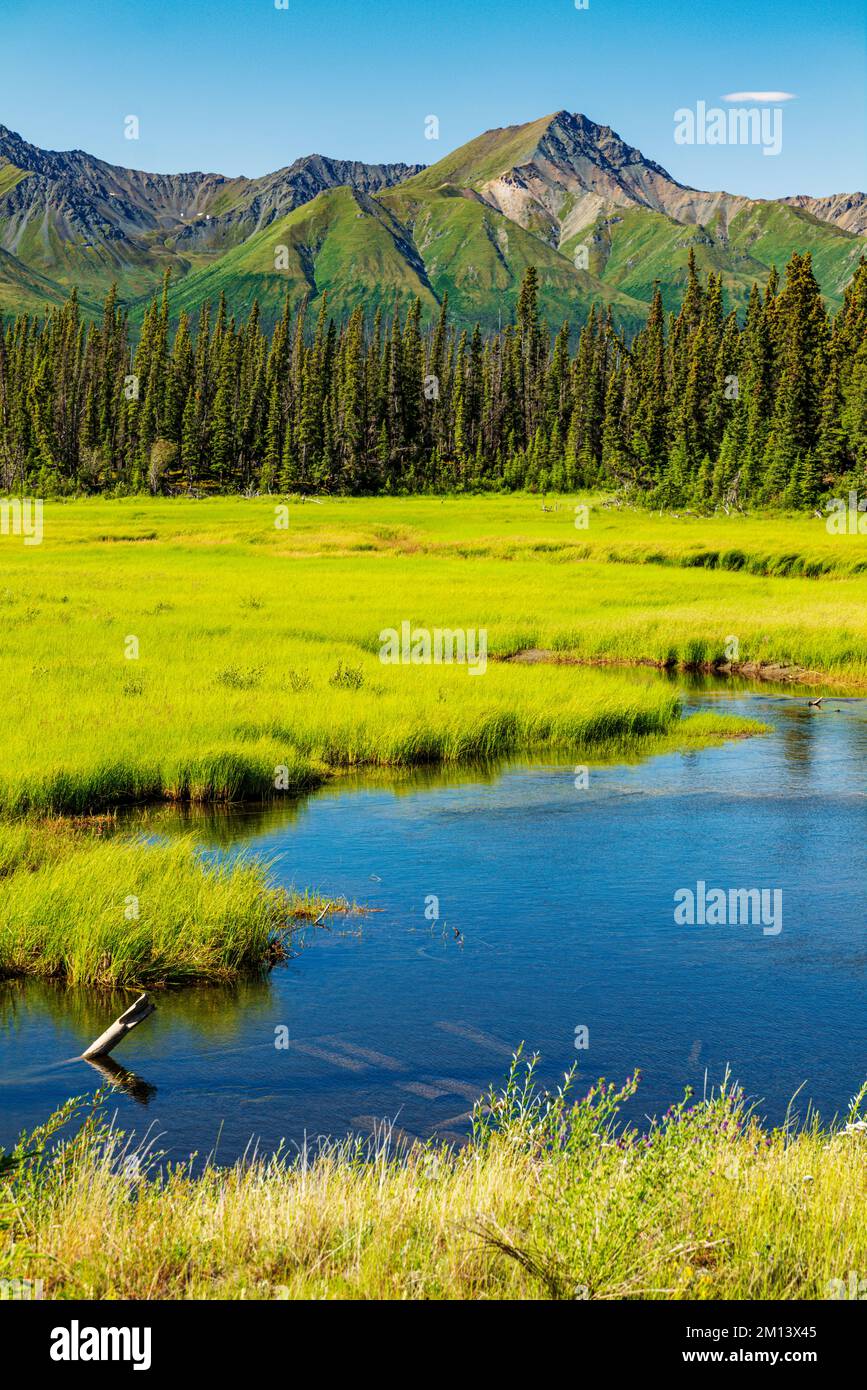 Lush marsh grasses; Swede Johnson Creek; Kluane National Park; Saint ...