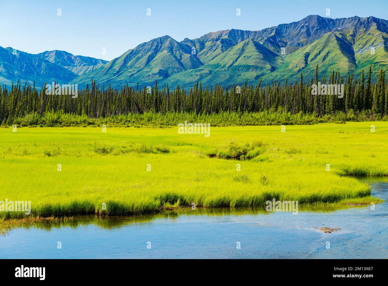 Lush marsh grasses; Swede Johnson Creek; Kluane National Park; Saint ...
