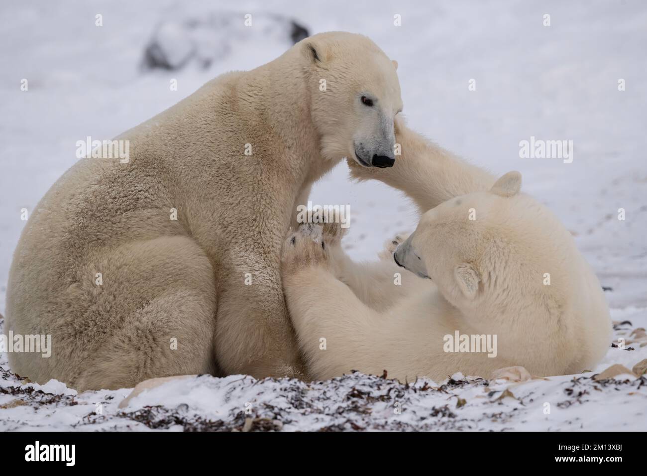 Playing polar bears hi-res stock photography and images - Alamy