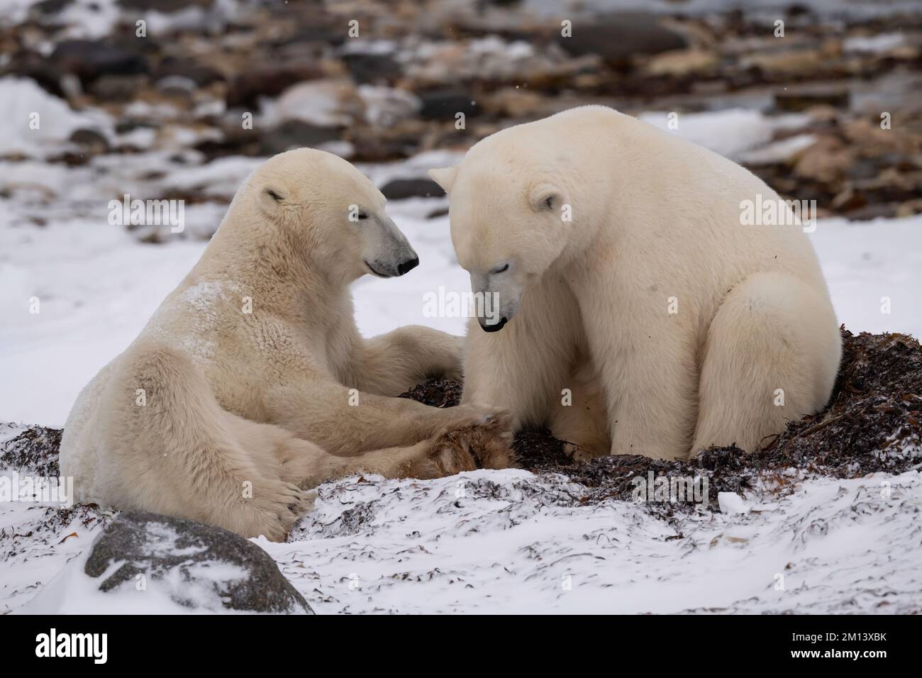 Polar bears in Churchill Stock Photo - Alamy
