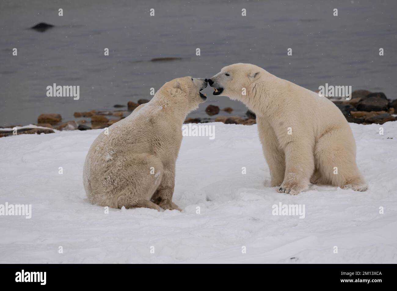 Polar bears in Churchill Stock Photo - Alamy