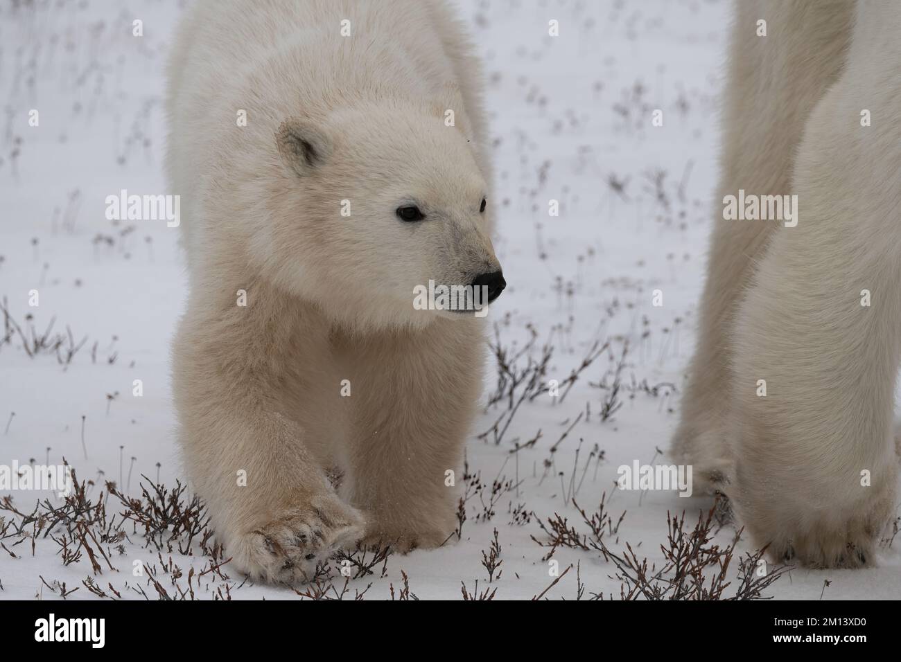 Polar bears in Churchill Stock Photo - Alamy
