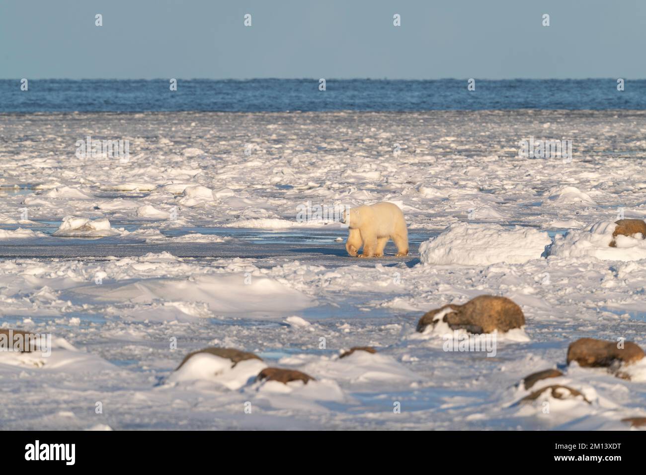 Polar bears in Churchill Stock Photo - Alamy