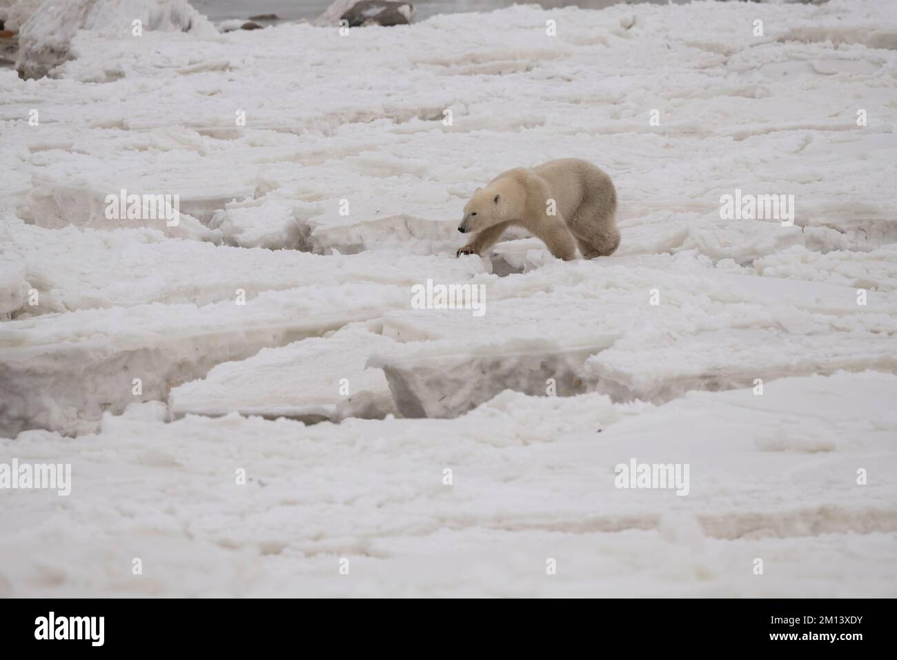 Polar bears in Churchill Stock Photo - Alamy