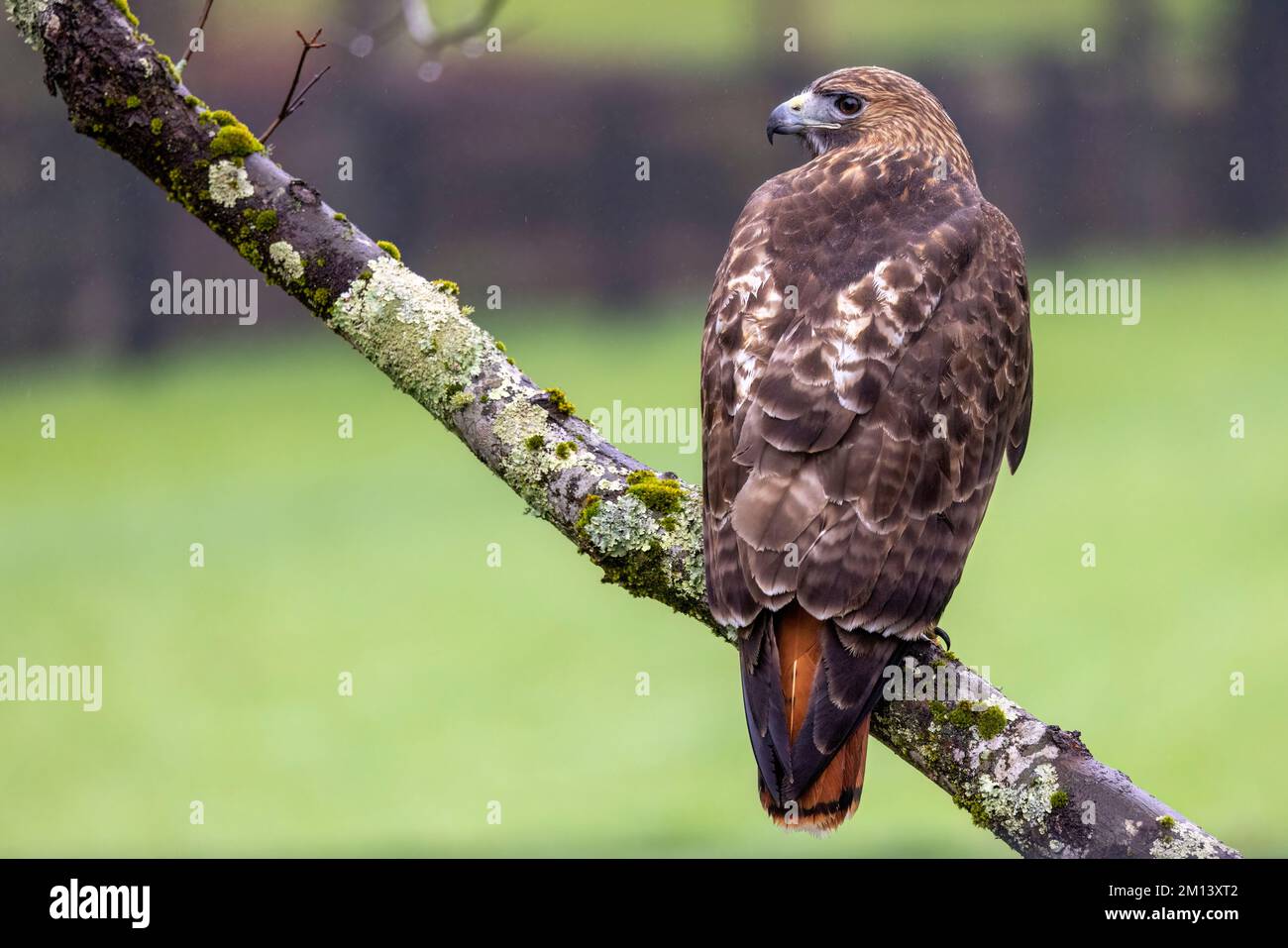 Red-tailed hawk (Buteo jamaicensis) - Brevard, North Carolina, USA ...