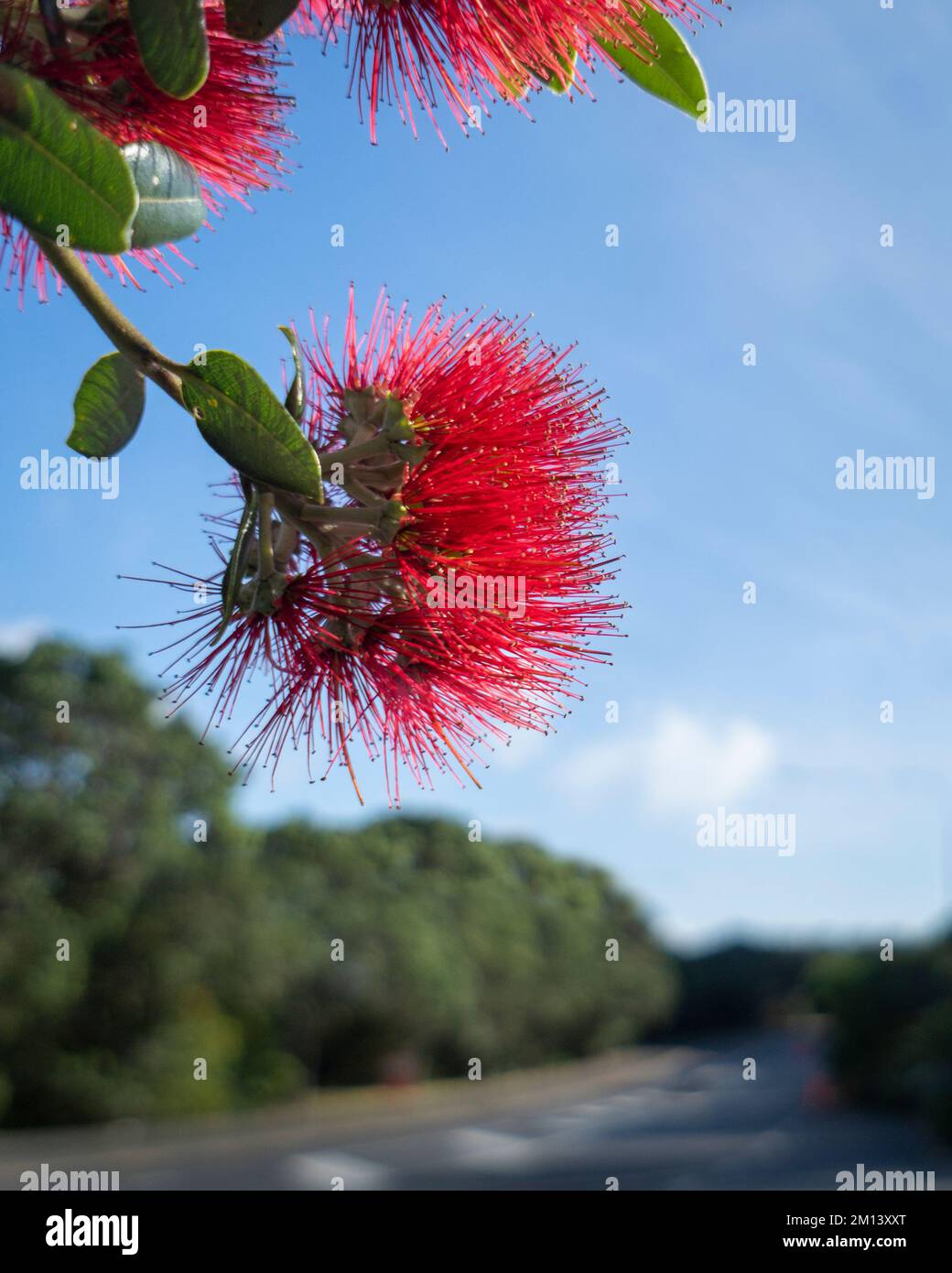 Pohutukawa trees in full bloom against a blue sky, New Zealand ...