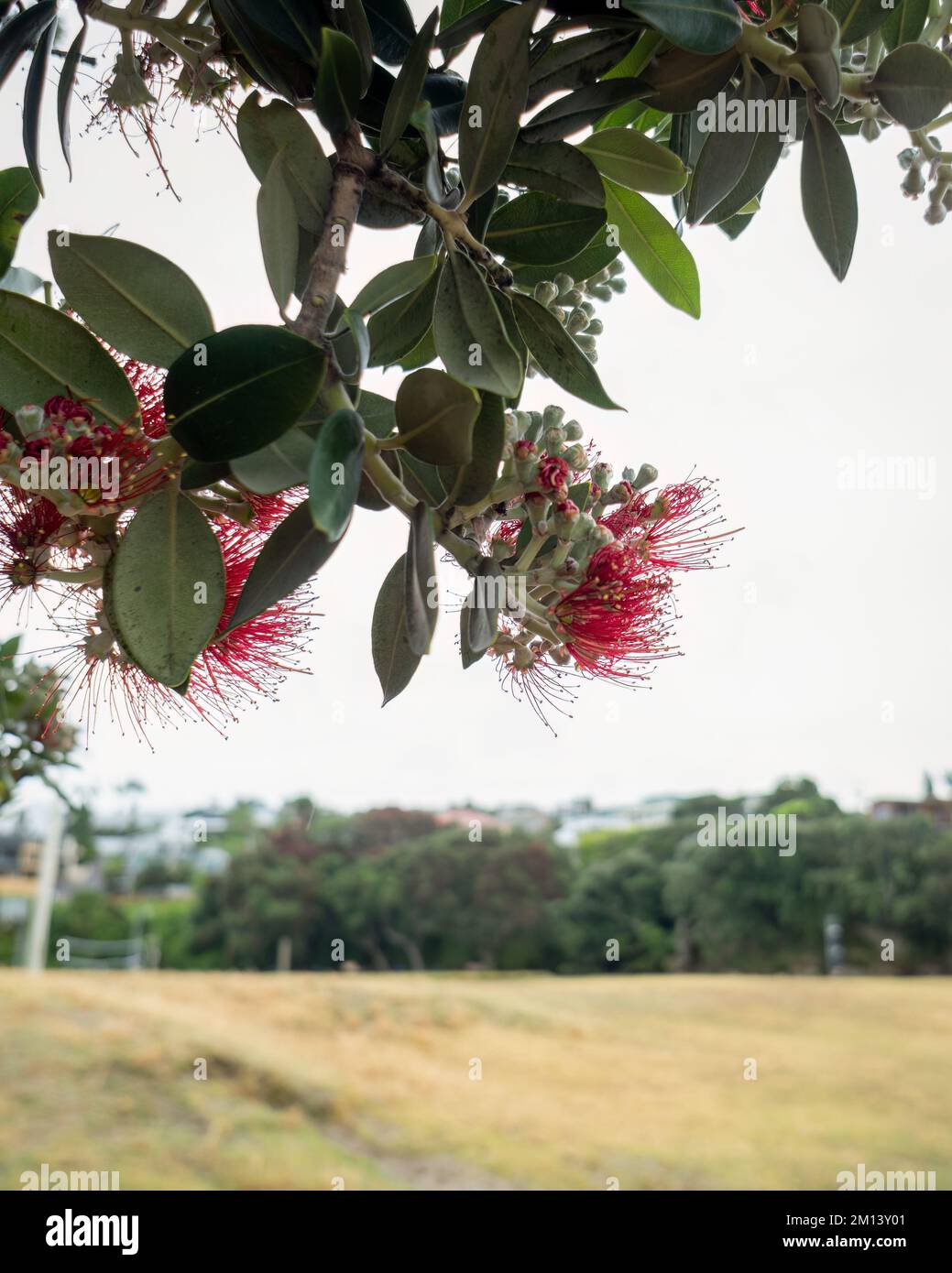 Pohutukawa trees in full bloom, out-of-focus trees and houses in the ...
