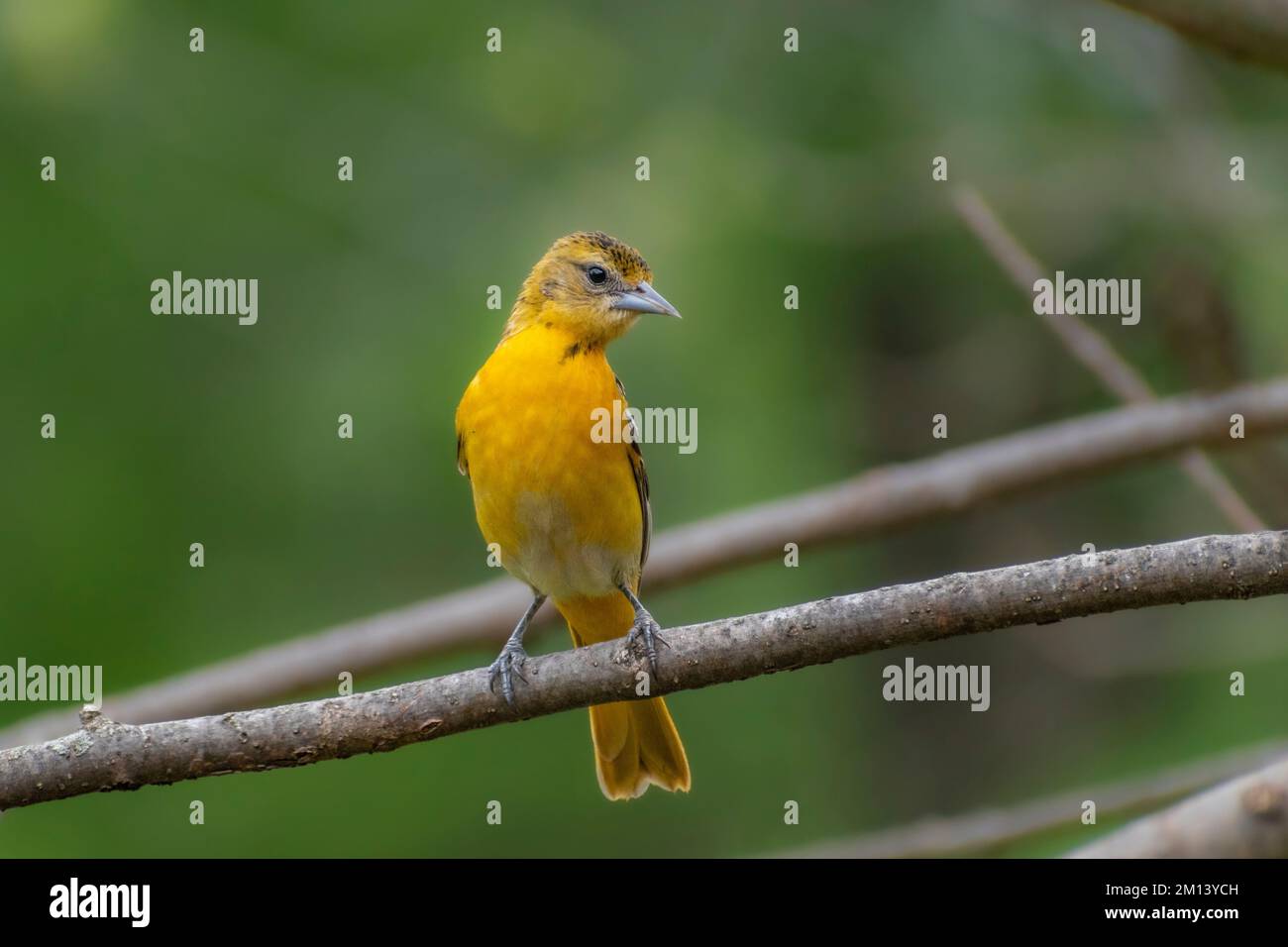Female Baltimore Oriole Stock Photo - Alamy