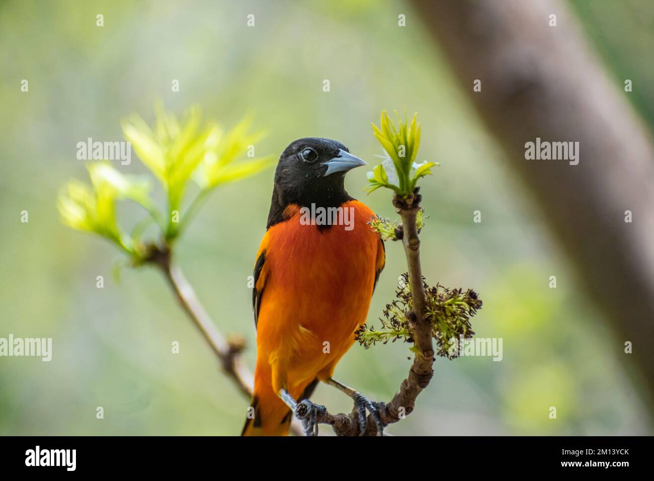 Male baltimore oriole hi-res stock photography and images - Alamy