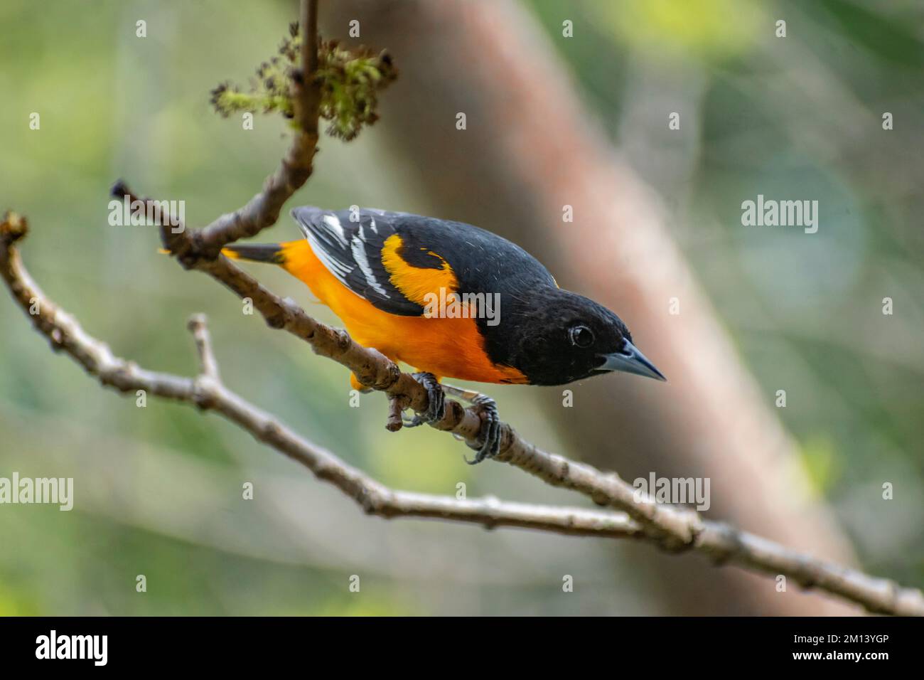 Male Baltimore Oriole Stock Photo - Alamy