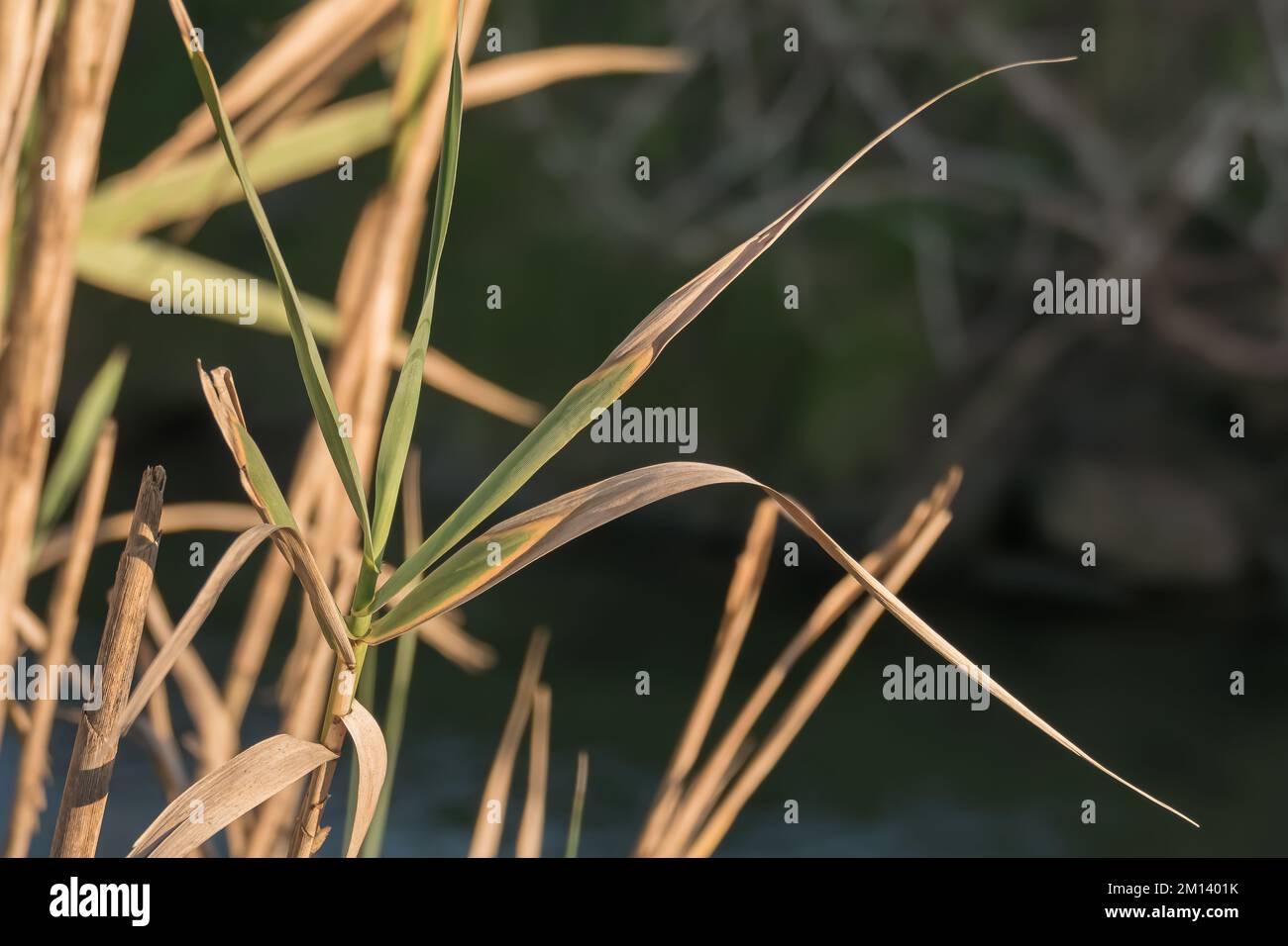 Reed leaves hi-res stock photography and images - Alamy