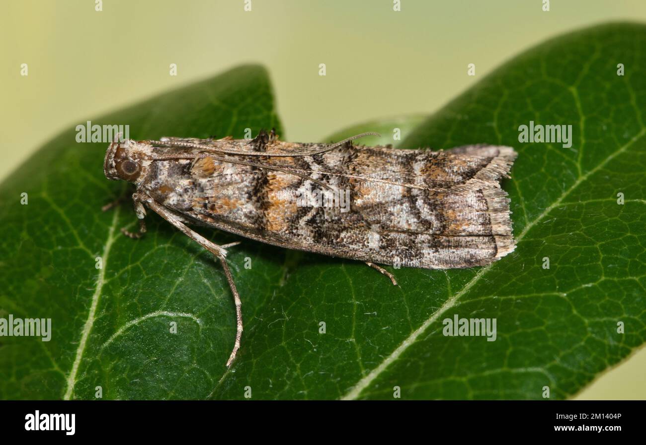 Southern pineconeworm moth hi-res stock photography and images - Alamy