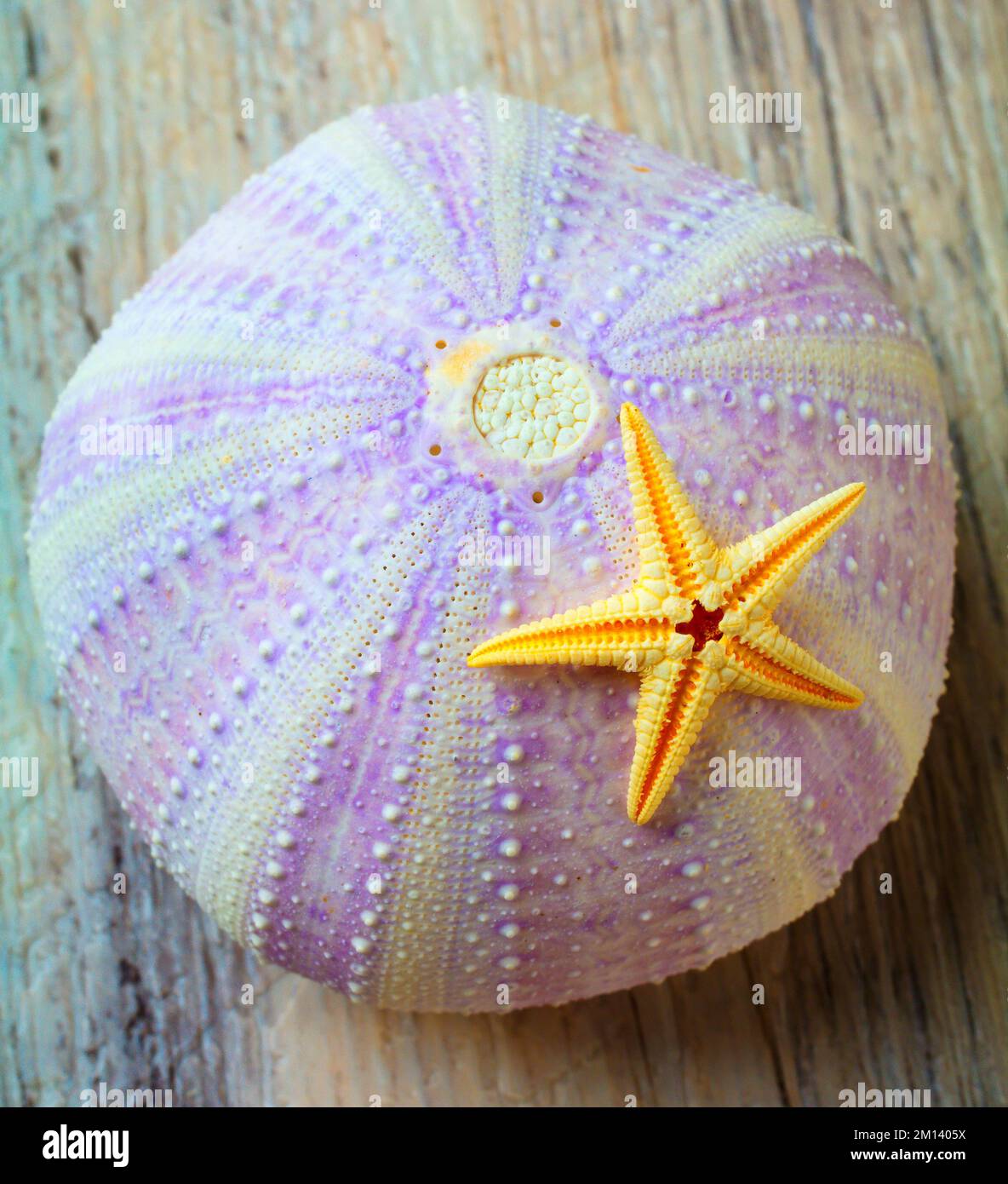 Purple Sea Urchin And Starfish Still Life Stock Photo - Alamy