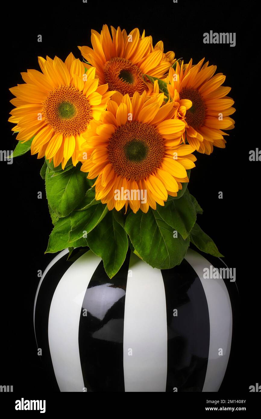 Classic Sunflower Still Life Stock Photo - Alamy