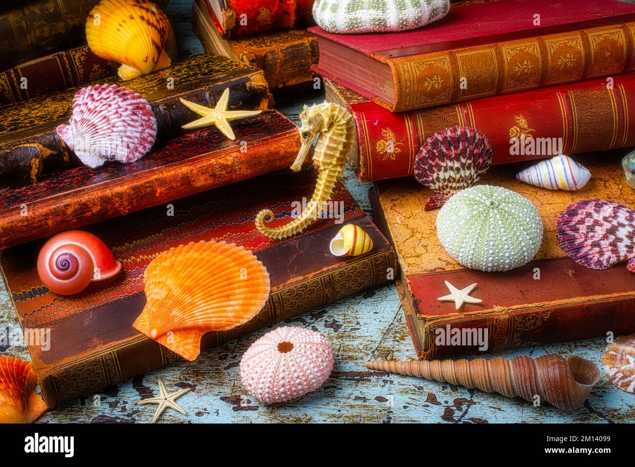 Antique Books And Seashells Stock Photo - Alamy Antique Books And Seashells Stock Photo - Alamy