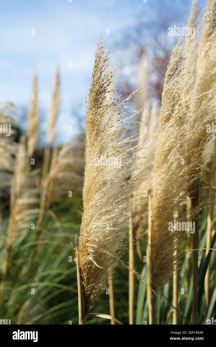 Decorative fluffy dry reed growing in park sways with gusts of wind on ...